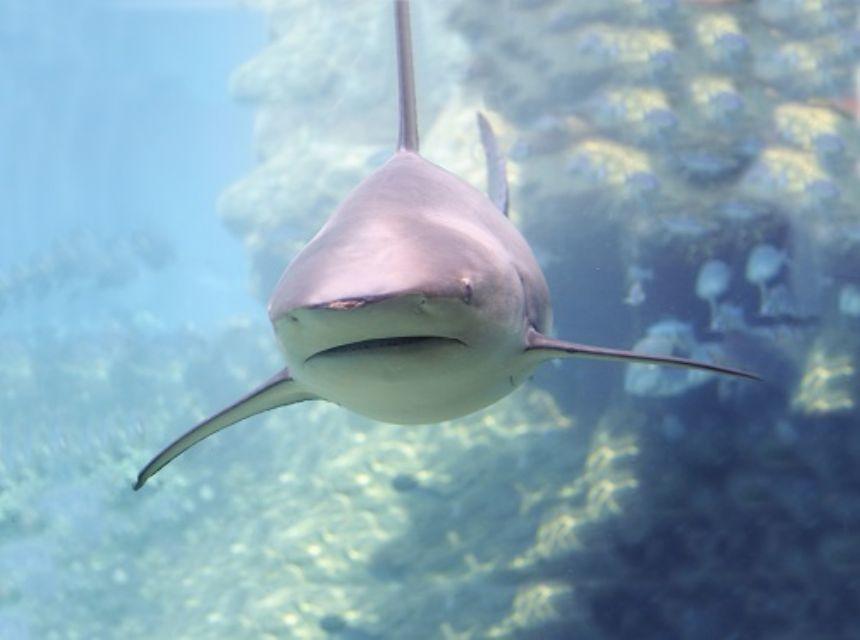 Sea Creatures Torch and Projector National History Museum