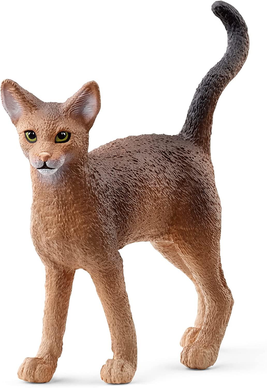 Abyssinian Cat