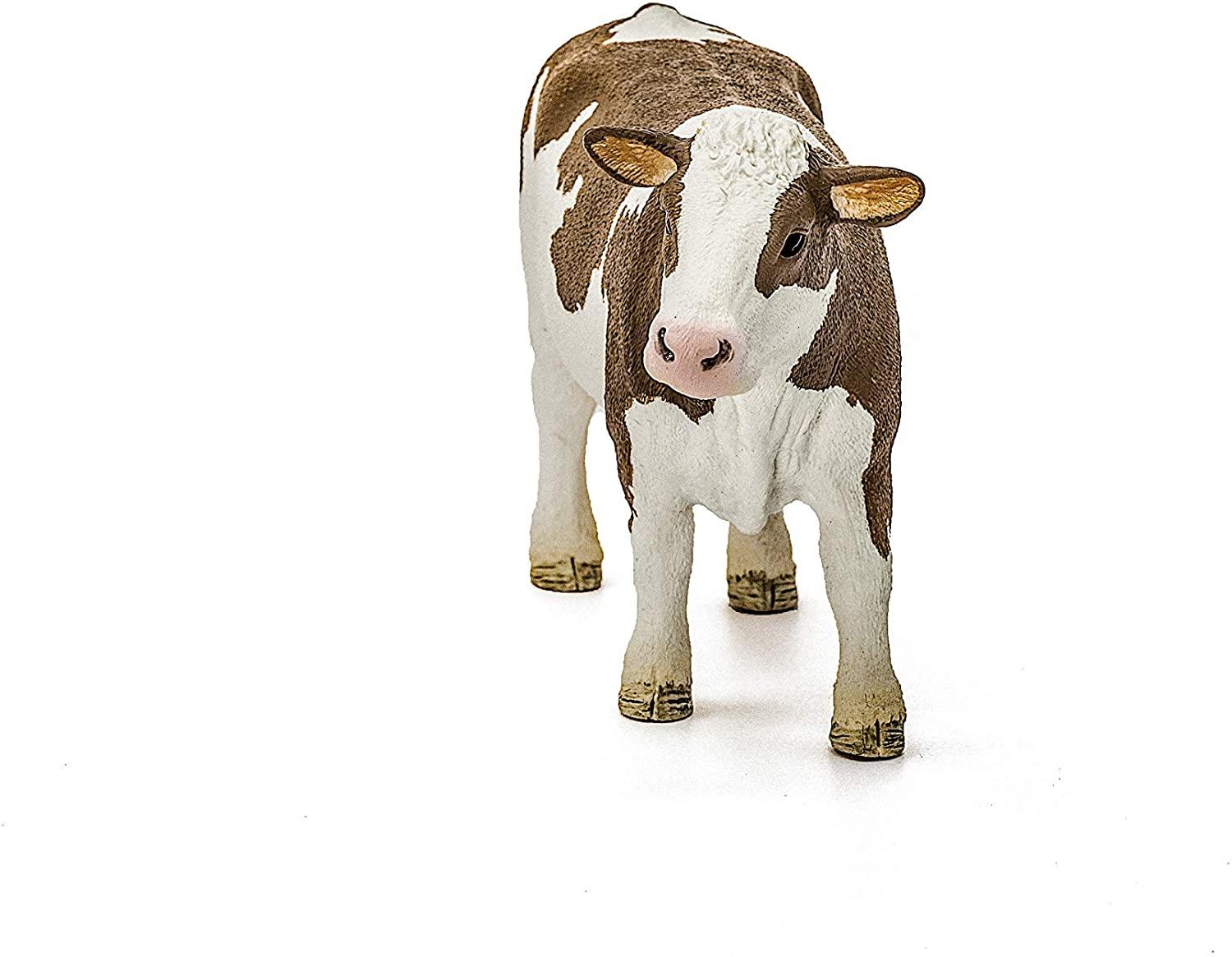 Simmental Cow
