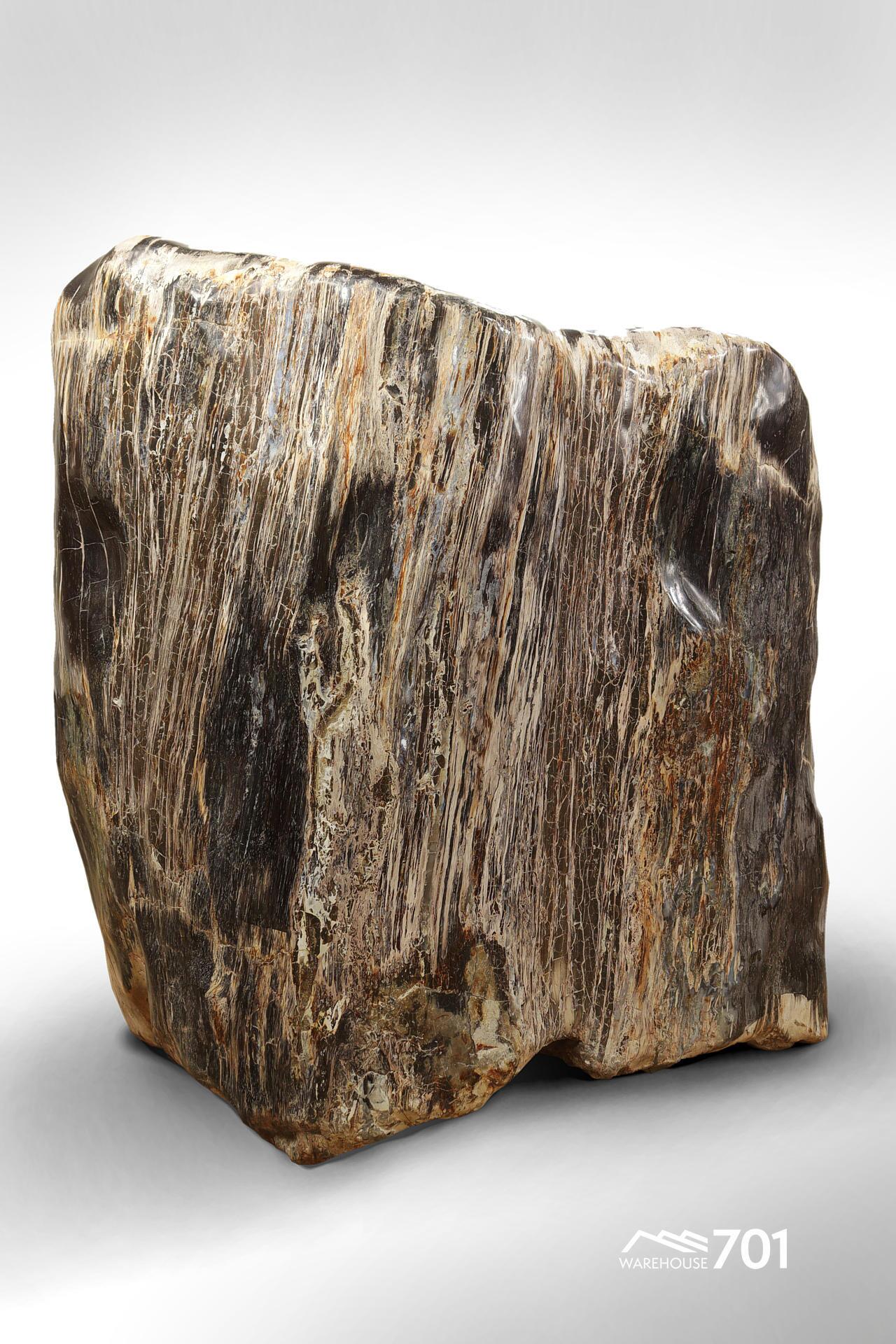 Rare Impressive Section of 30+ Million Year Old Petrified Tree