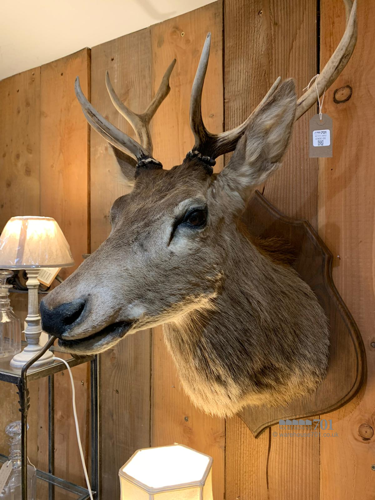 wall mounted 8 pointer taxidermy stag head