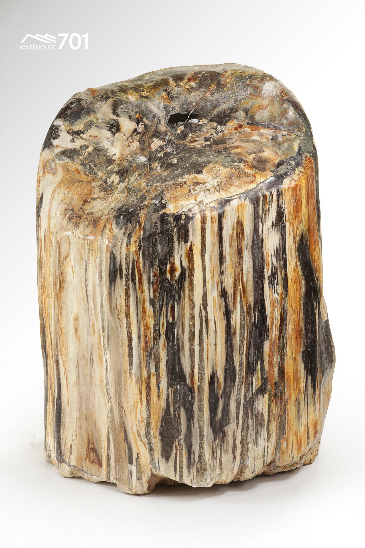 Striking Example of Petrified Tree Over 30 Million Years Old