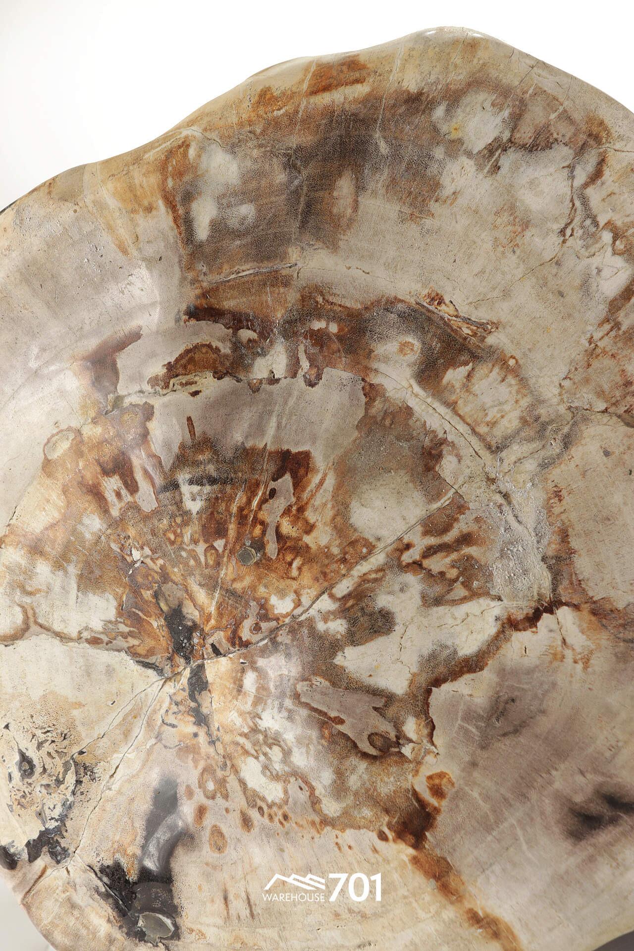 Captivating Segment of Authentic Petrified Tree Over 30 Million Years Old