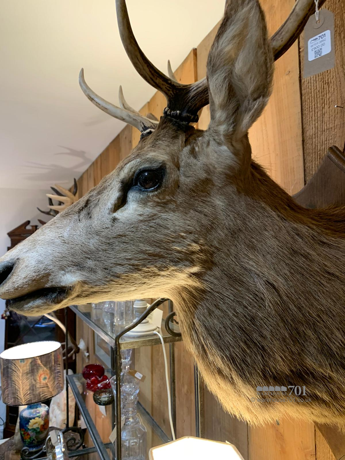wall mounted 8 pointer taxidermy stag head