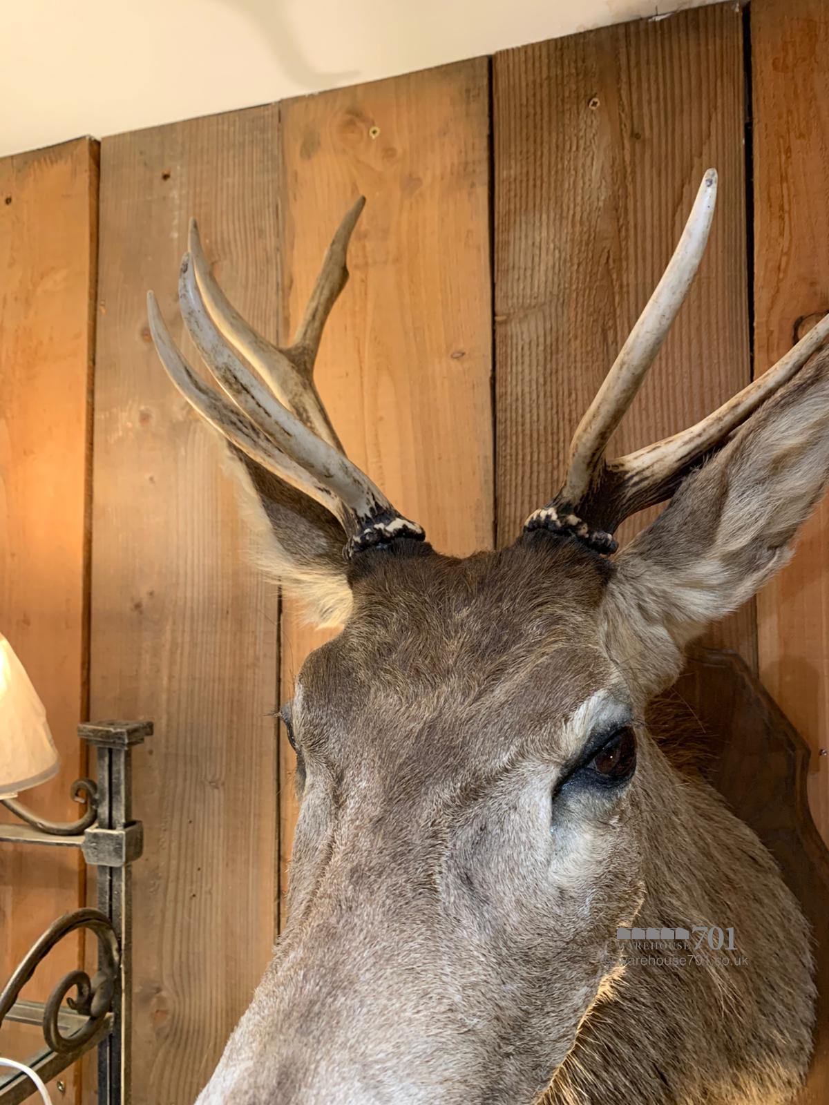 wall mounted 8 pointer taxidermy stag head