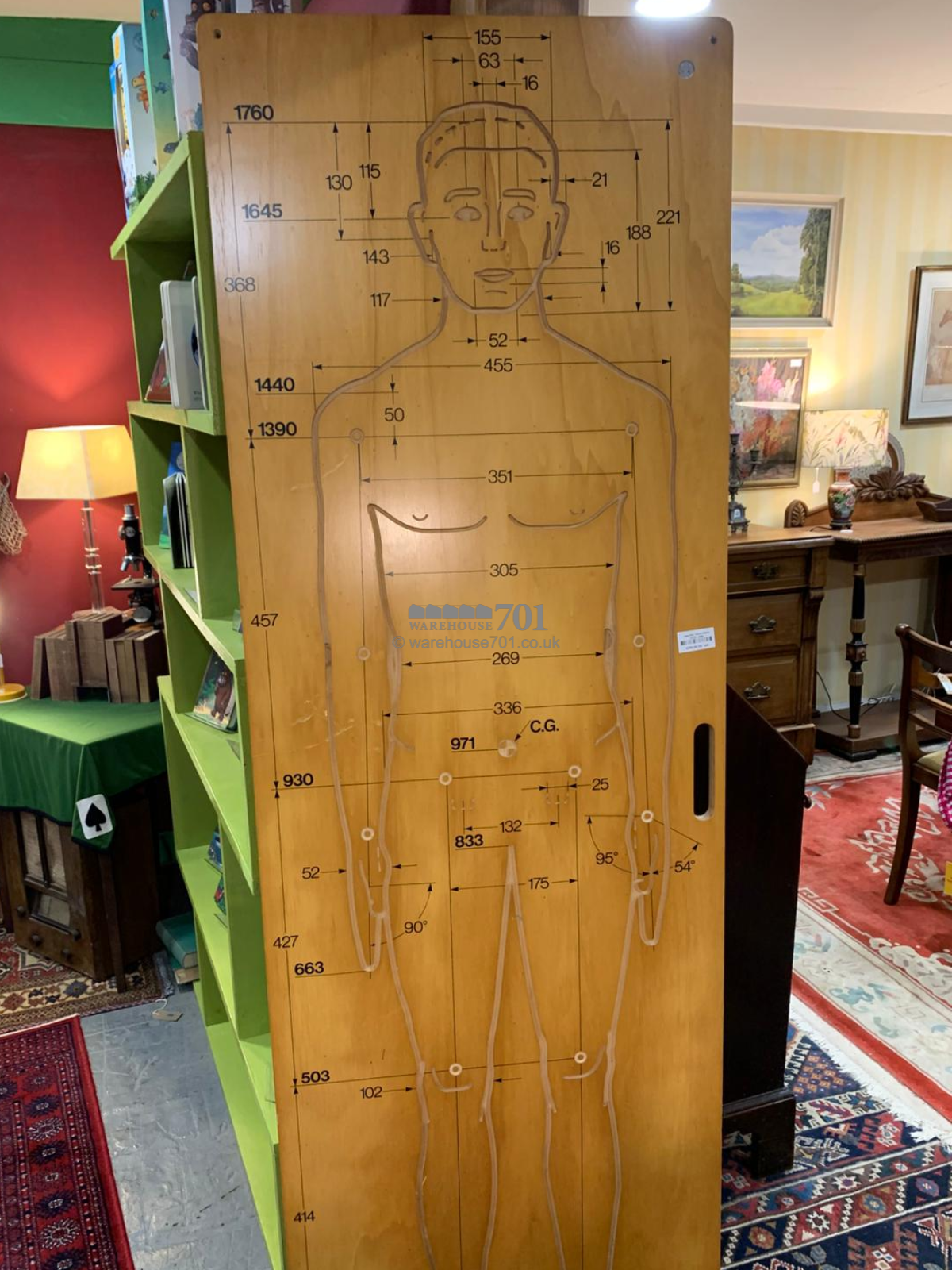 'Ideal man' life size diagram on wood