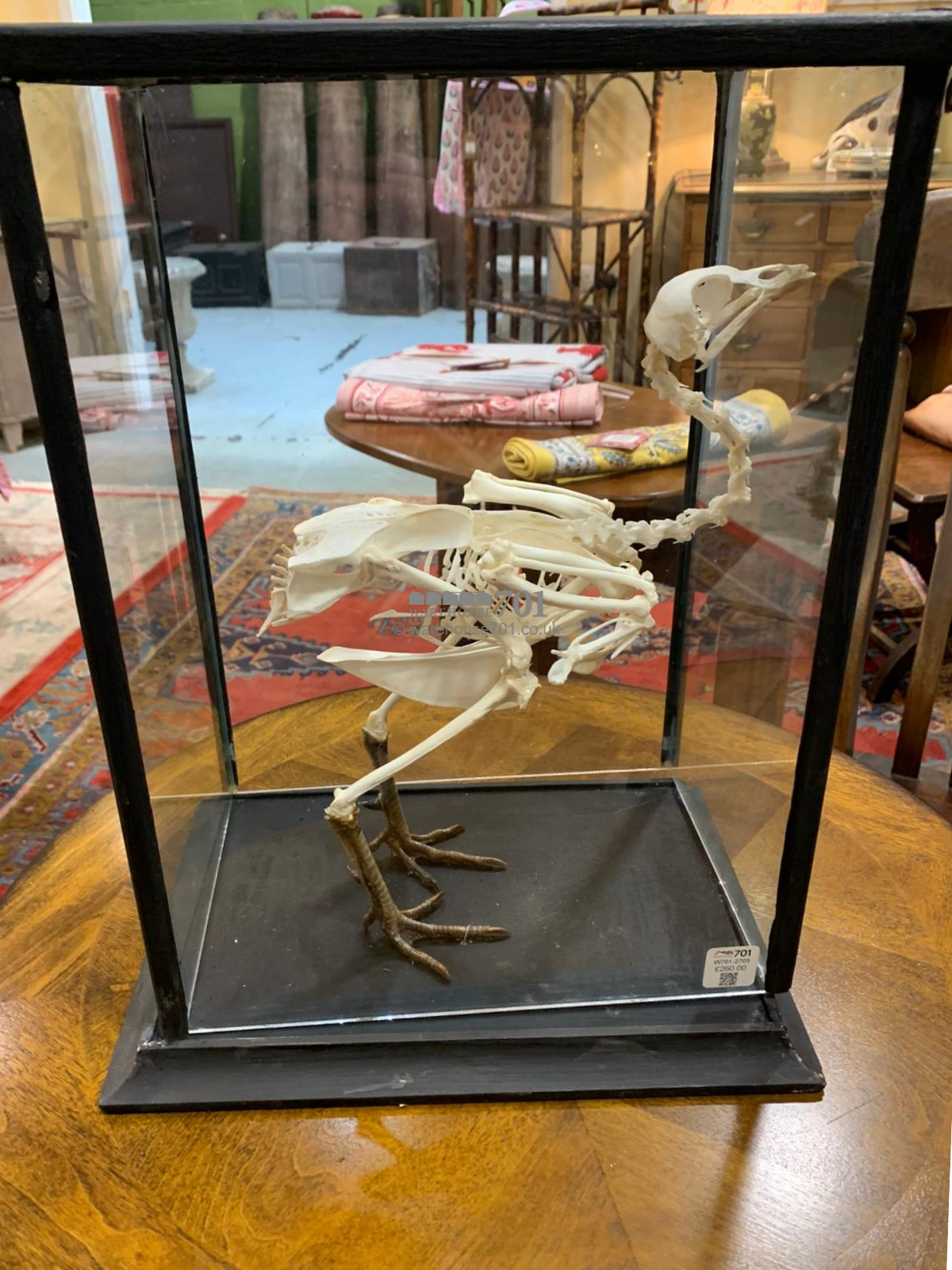 Chicken skeleton