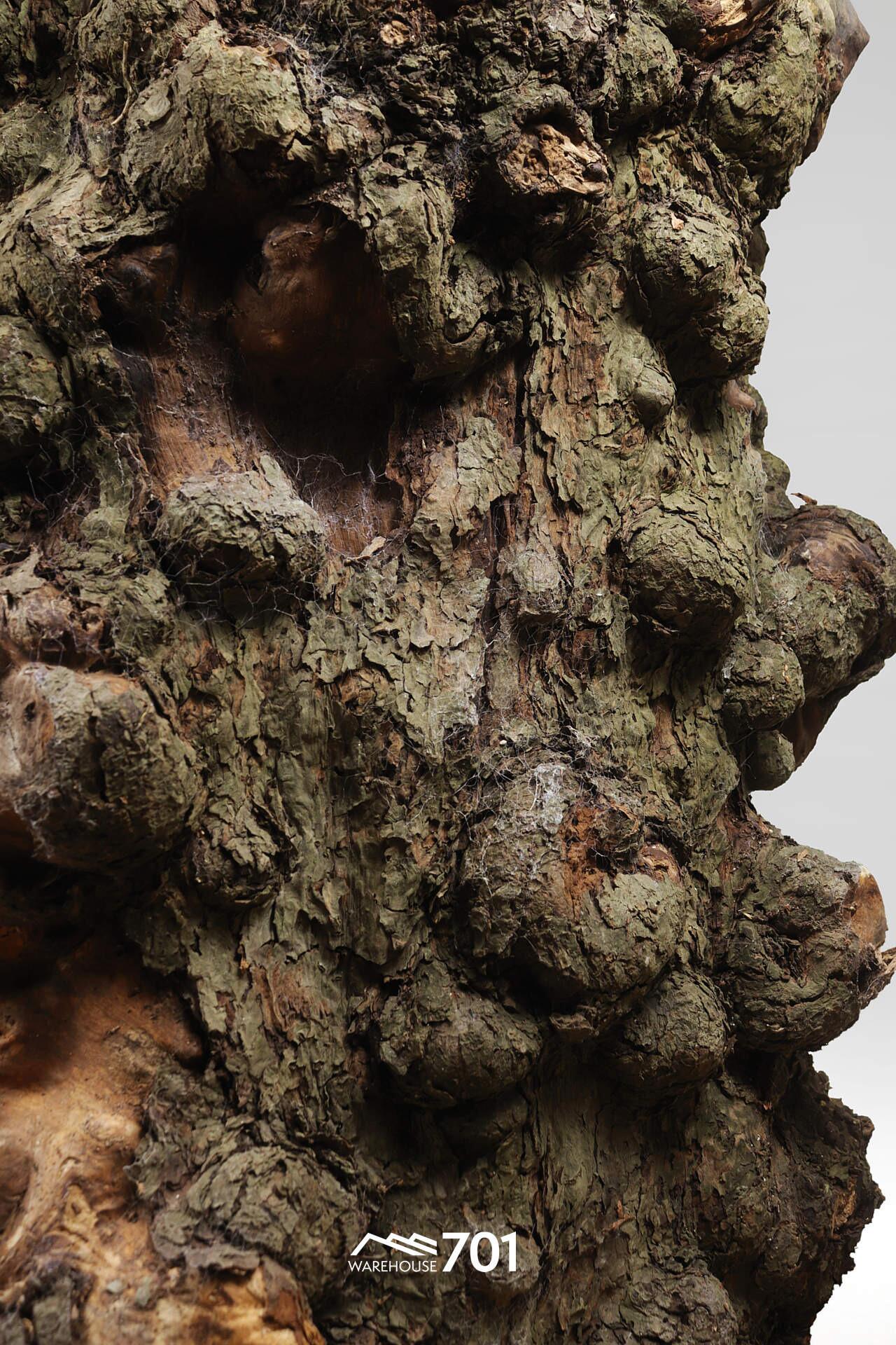 Wonderful Ancient Gnarled Apple Tree Stump