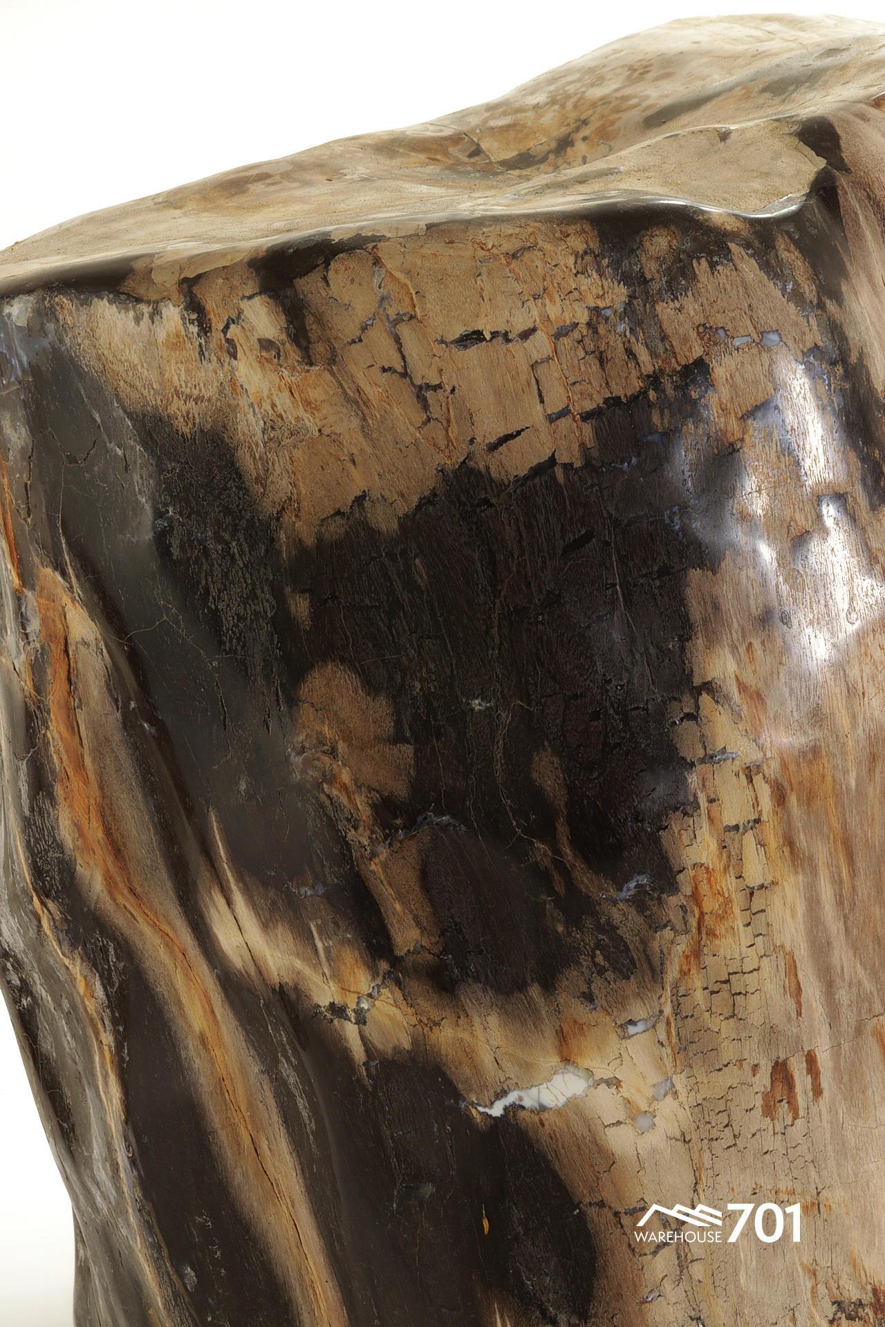 Captivating Segment of Authentic Petrified Tree Over 30 Million Years Old