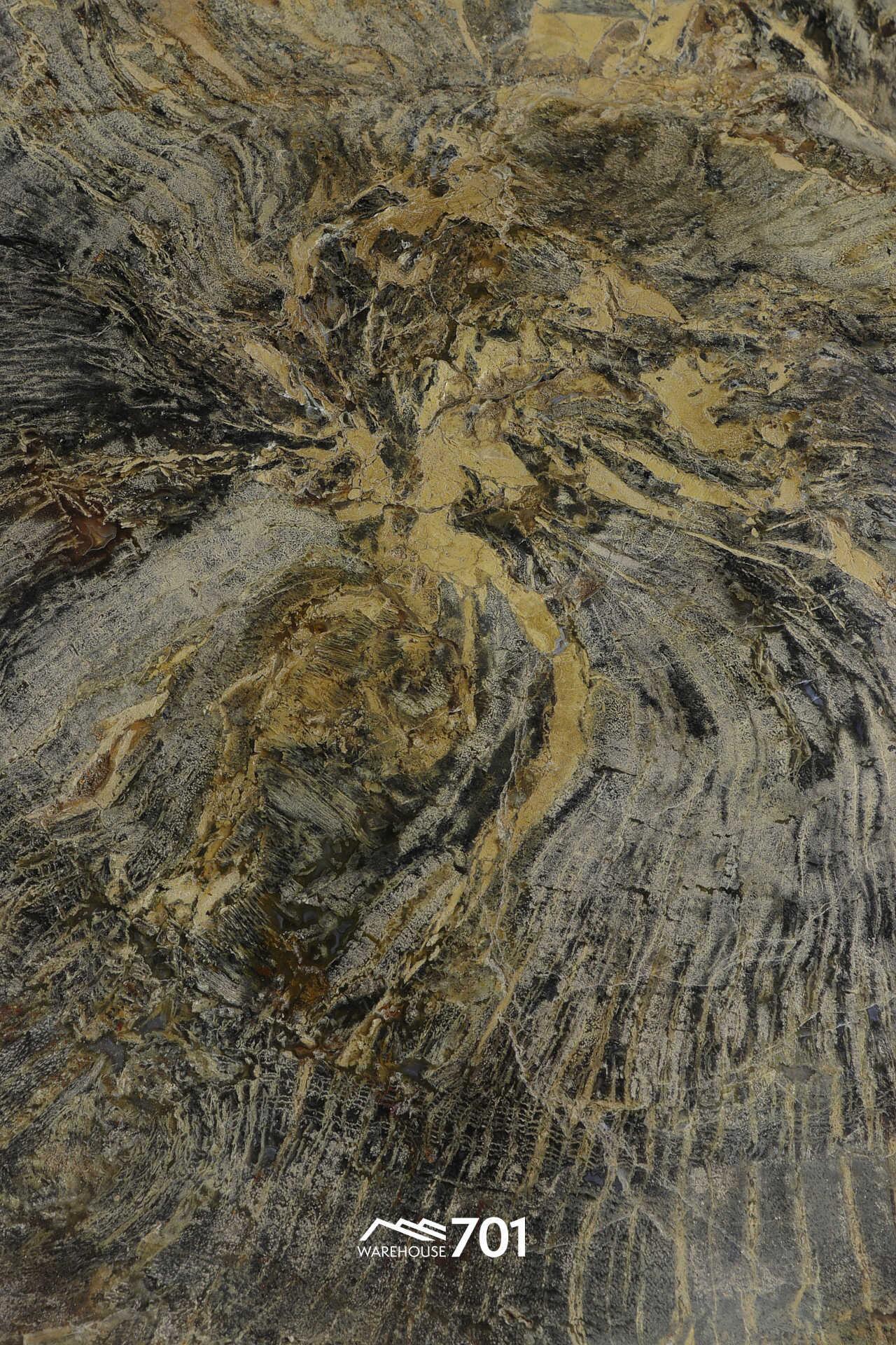 Prehistoric Petrified Tree Fragment Over 30 Million Years Old