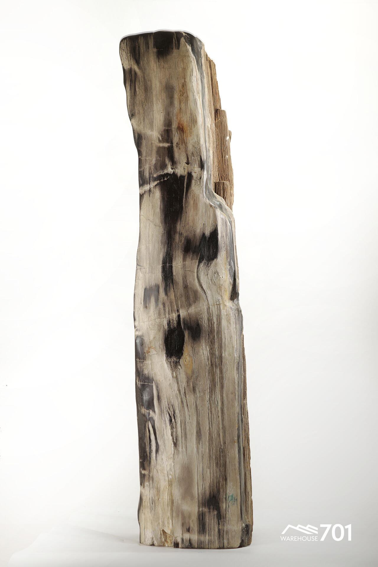 Stunning Example of Rare 30+ Million Year Old Petrified Tree