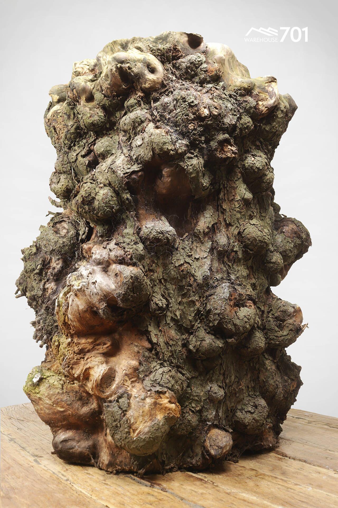 Wonderful Ancient Gnarled Apple Tree Stump