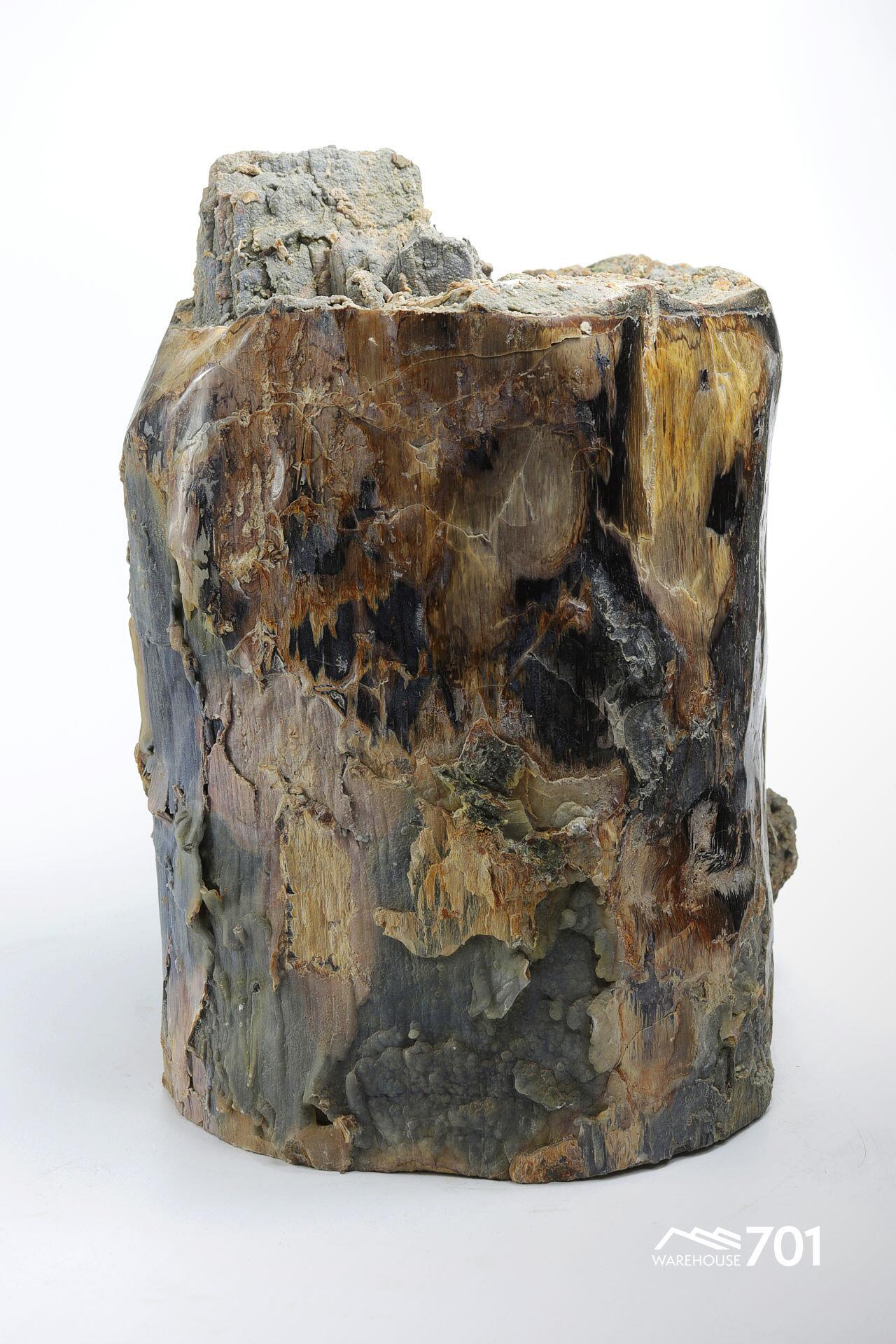 Incredible Original Example of Prehistoric Petrified Tree