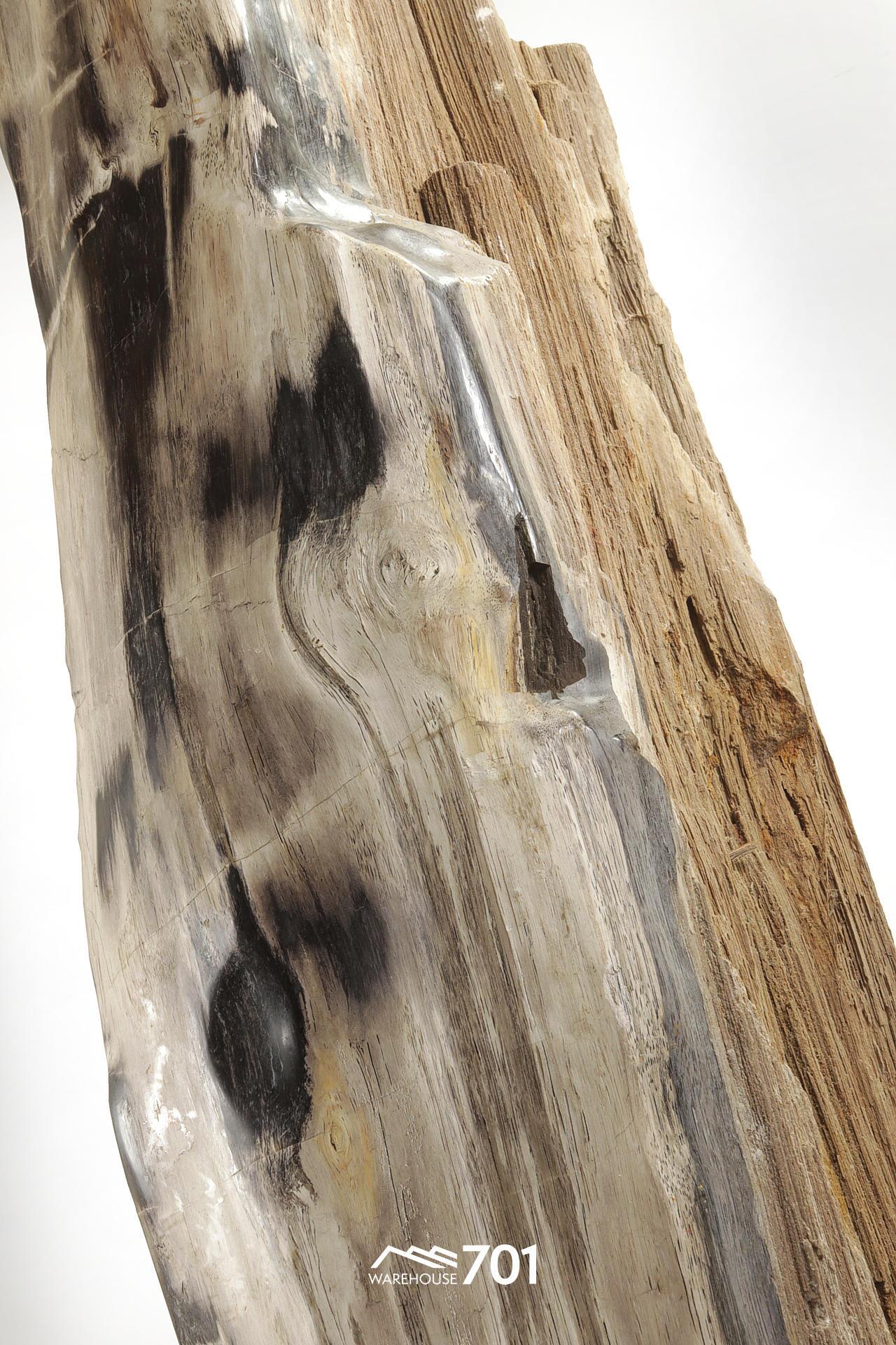 Stunning Example of Rare 30+ Million Year Old Petrified Tree