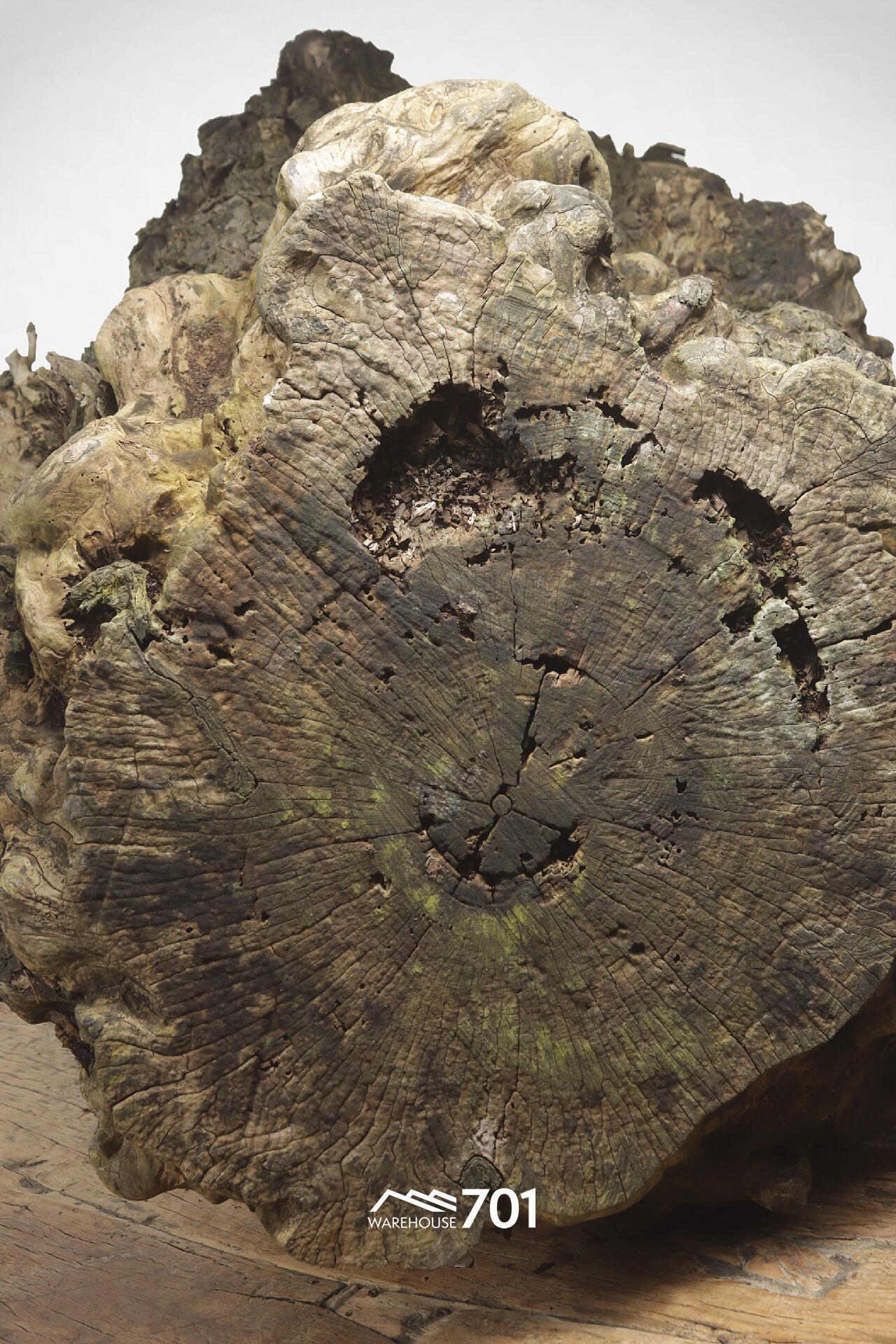 Wonderful Ancient Gnarled Apple Tree Stump
