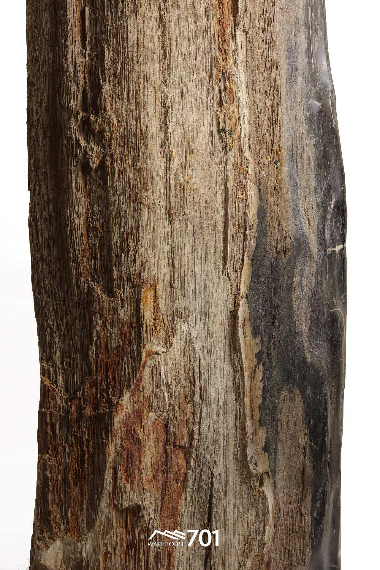 Stunning Example of Rare 30+ Million Year Old Petrified Tree