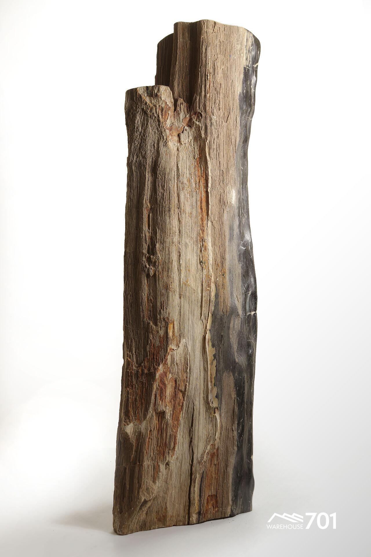 Stunning Example of Rare 30+ Million Year Old Petrified Tree