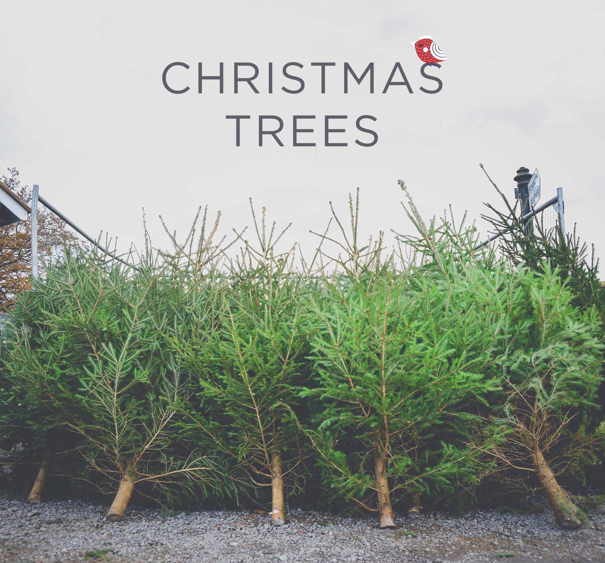 Real Christmas Tree Real Christmas Tree