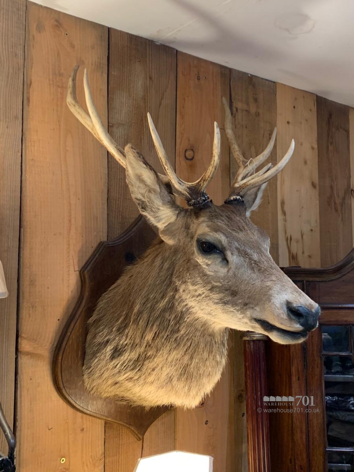wall mounted 8 pointer taxidermy stag head