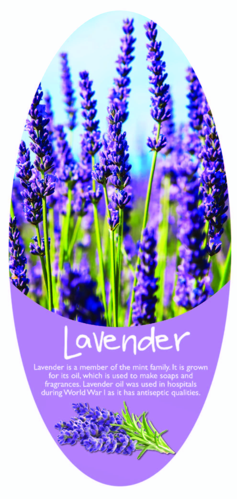 Set of 12 Herb Signs