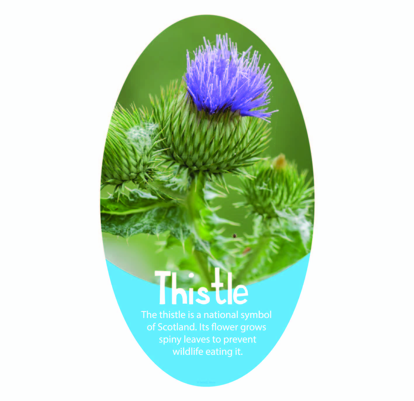 Set of 14 Wild Flower Signs