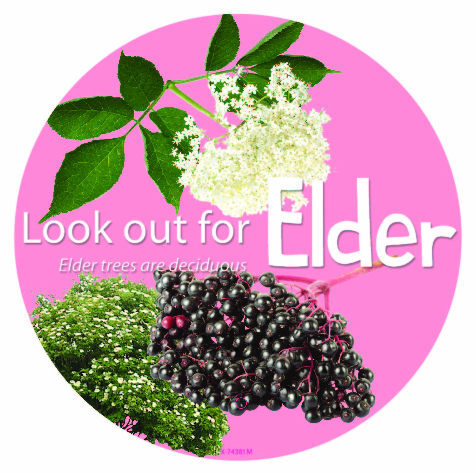 Set of 14 Tree Signs