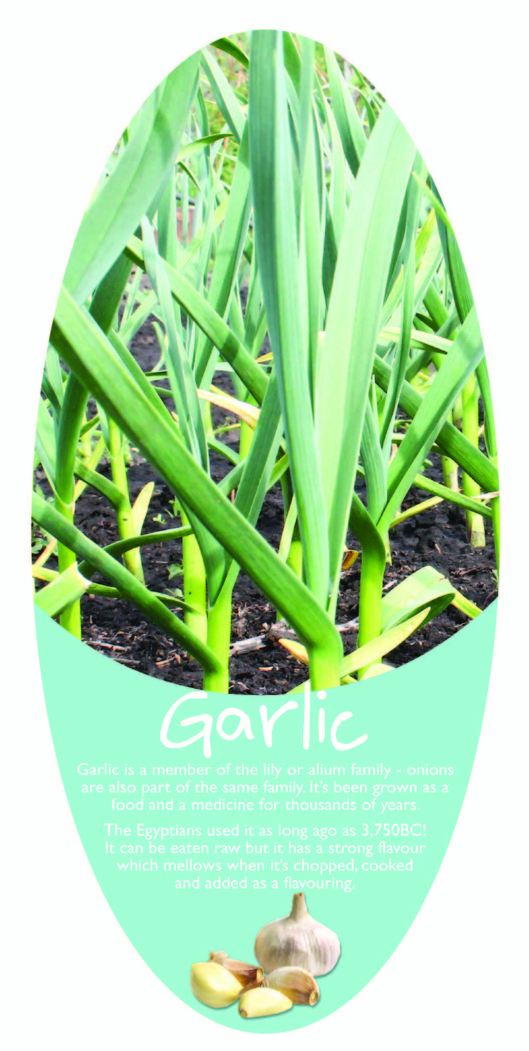 Set of 12 Herb Signs