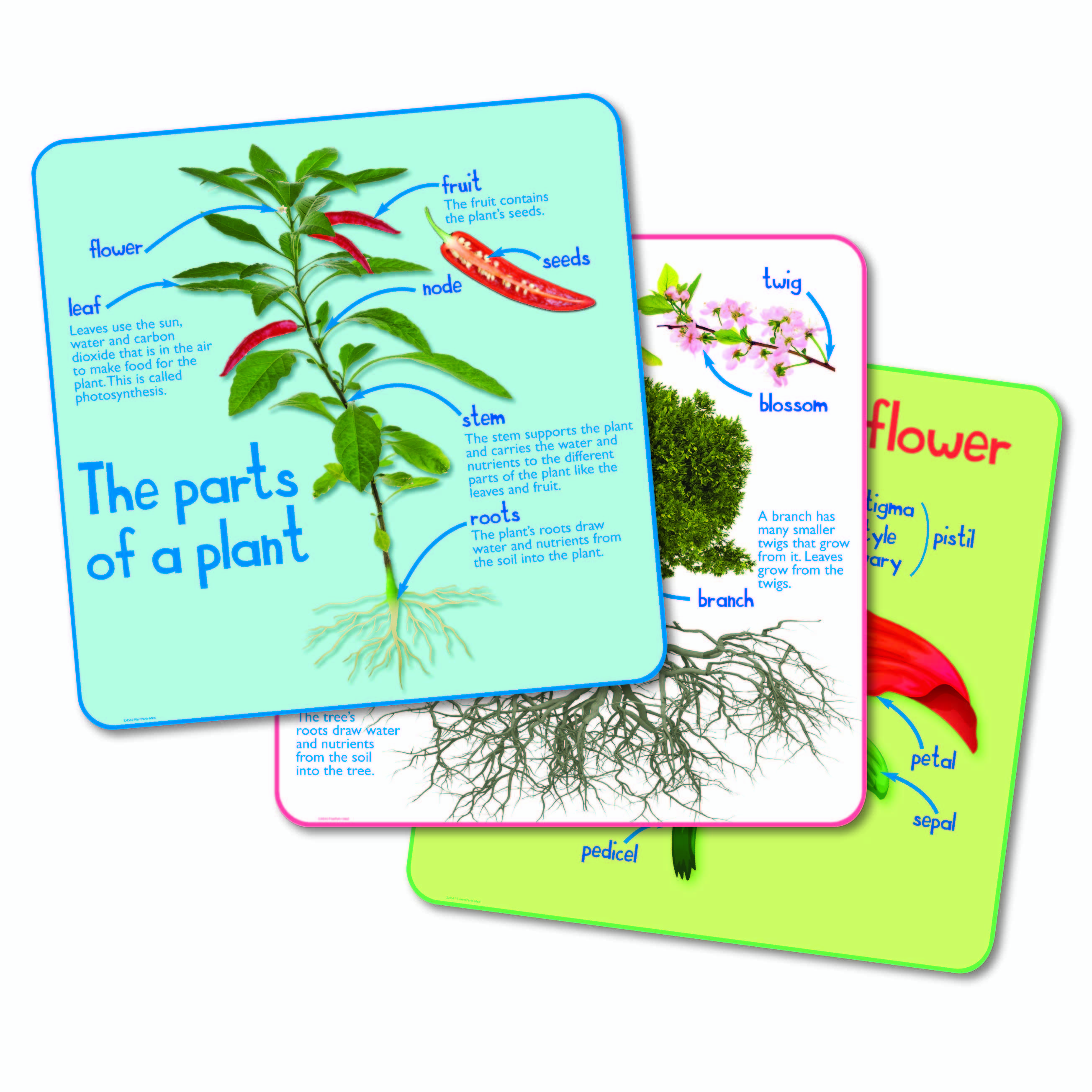 Parts of a Flower, Plant and Tree
