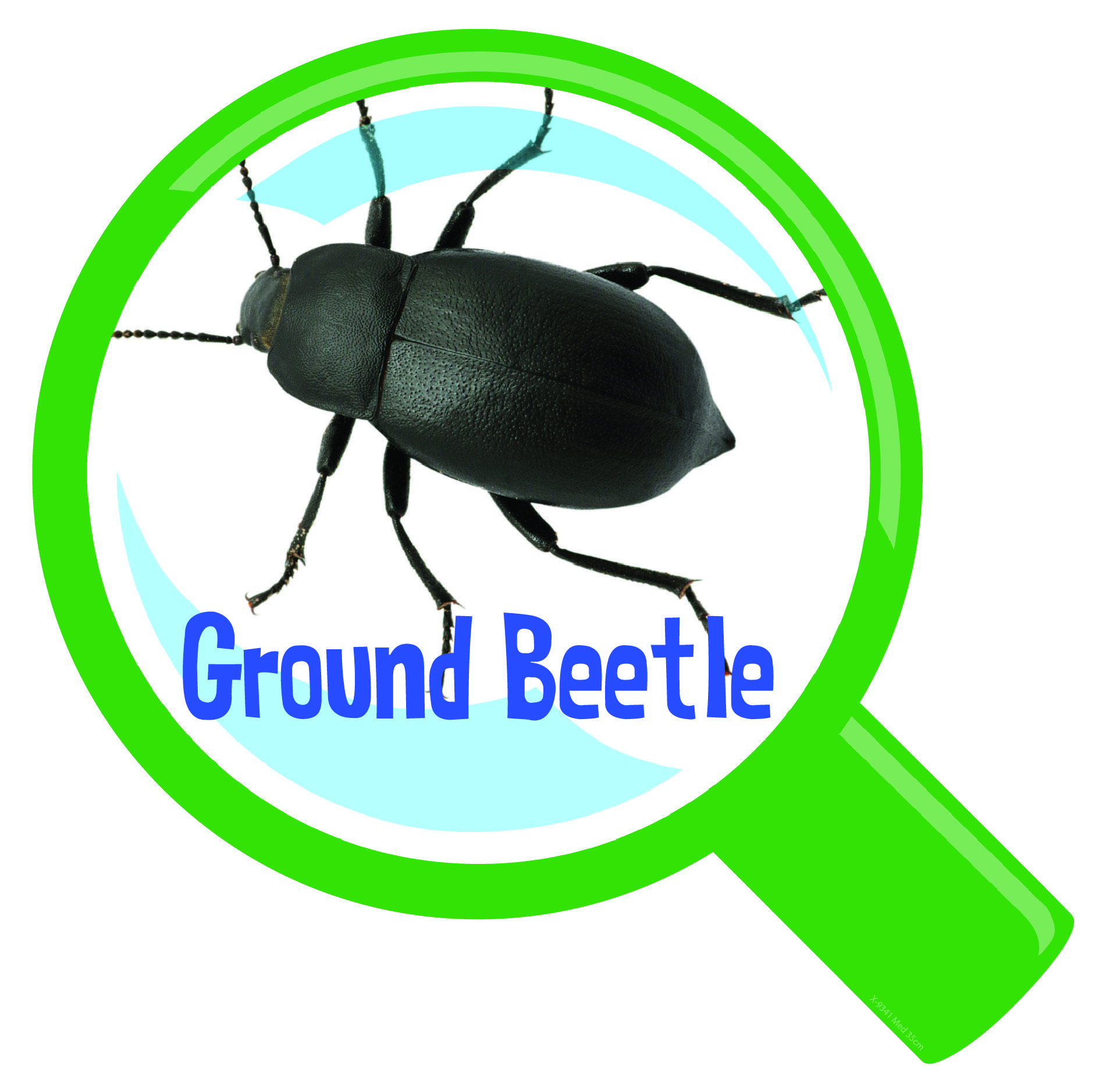 Set of 20 Minibeast Signs