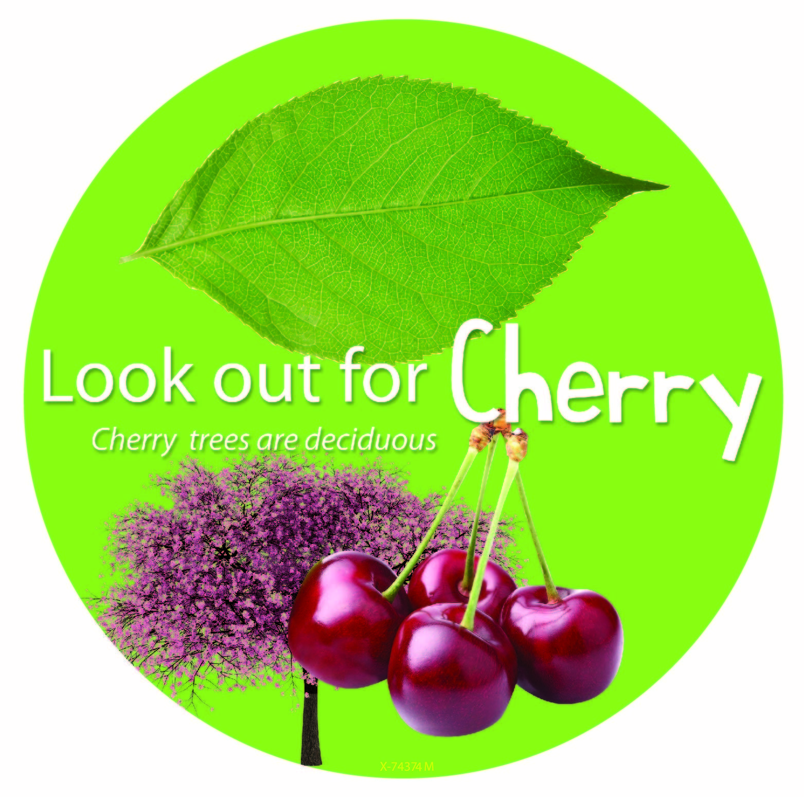 Set of 14 Tree Signs