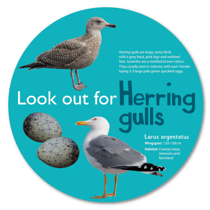 Look out for birds signs