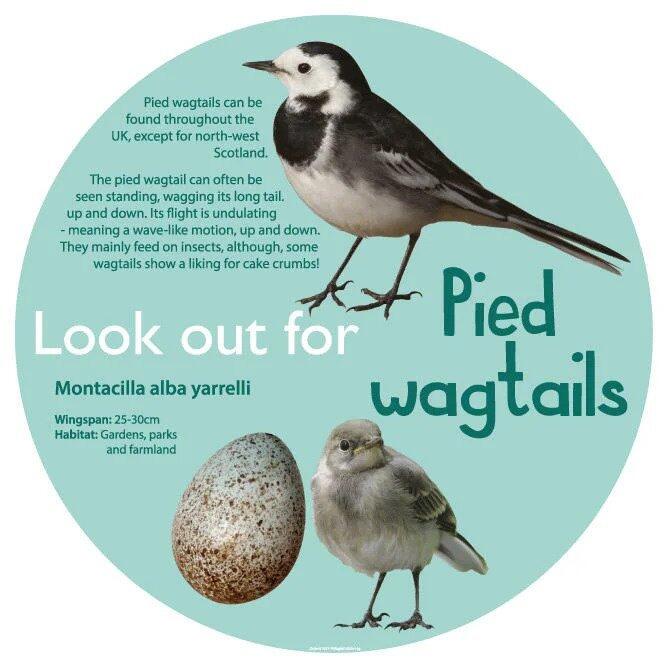 Look out for birds signs