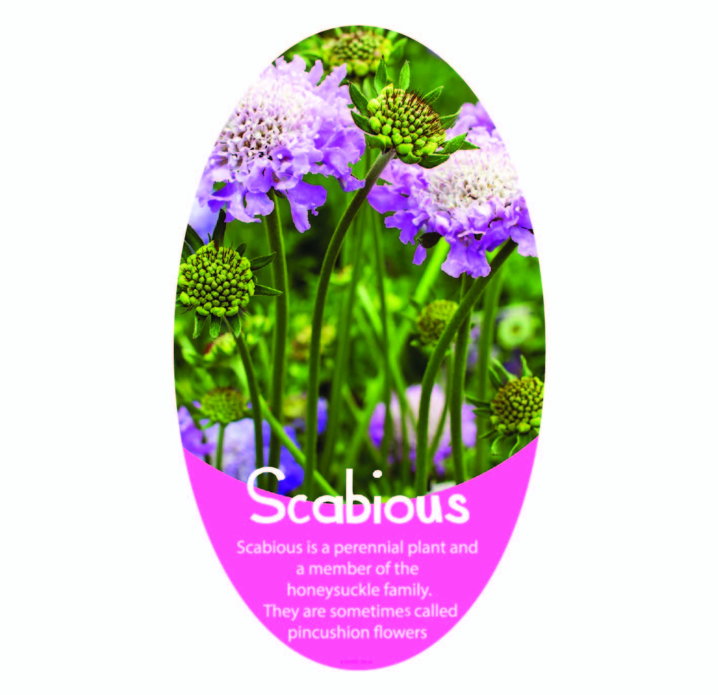 Set of 14 Wild Flower Signs