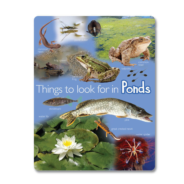 Things to Look Out For (Rectangular)