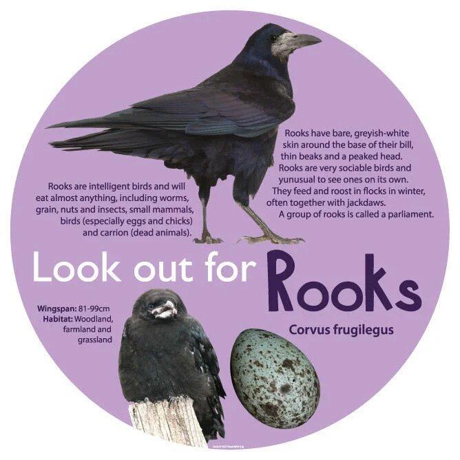 Look out for birds signs
