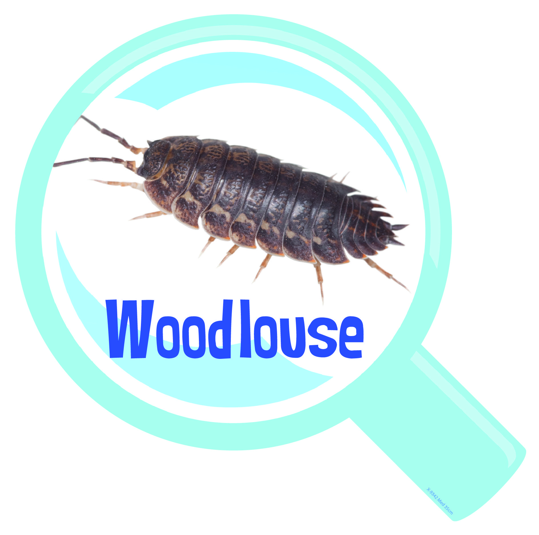 Set of 20 Minibeast Signs