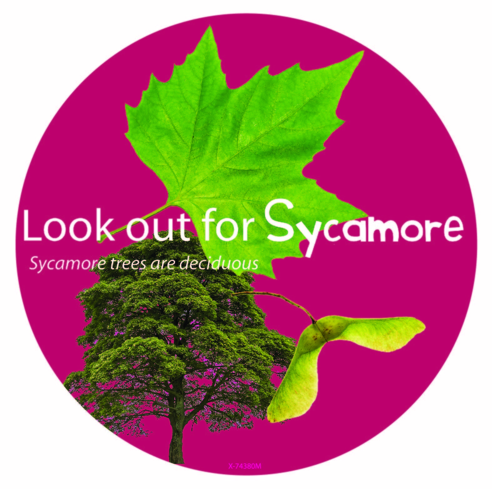 Set of 14 Tree Signs