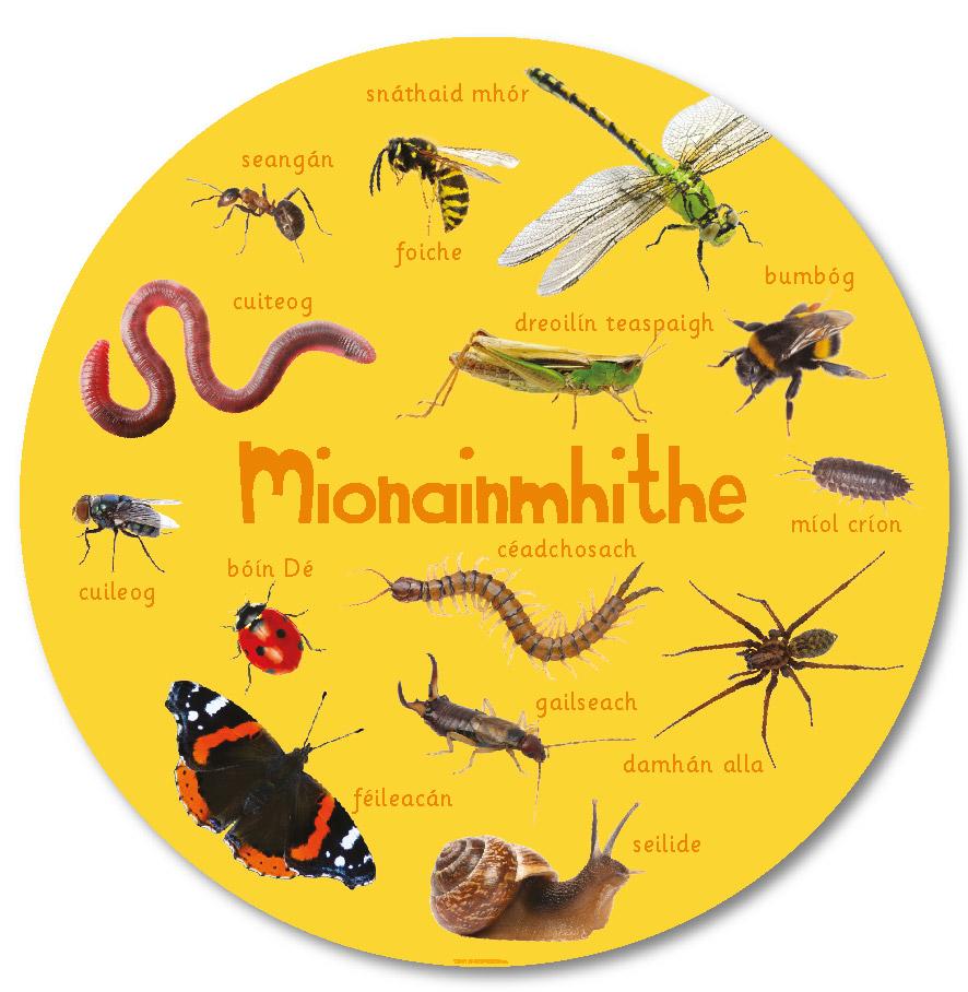 Circular Nature Sign - Minibeasts (as Gaeilge)