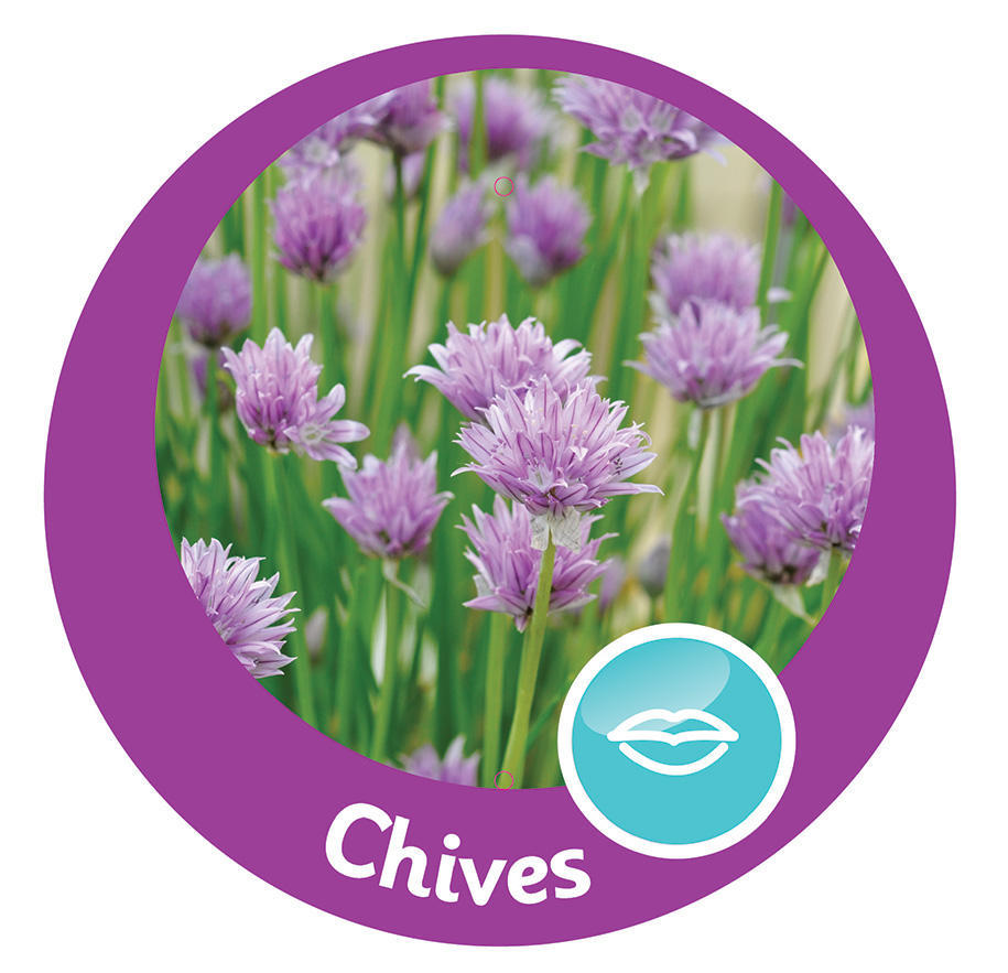 Sensory Garden Sign - Chives