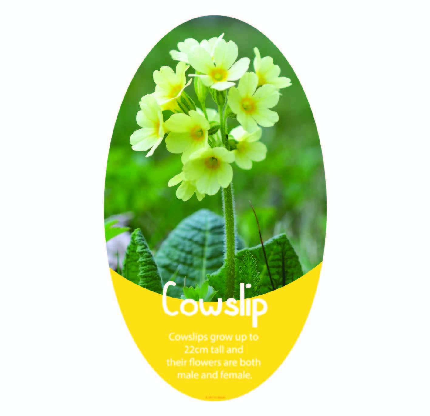 Set of 14 Wild Flower Signs