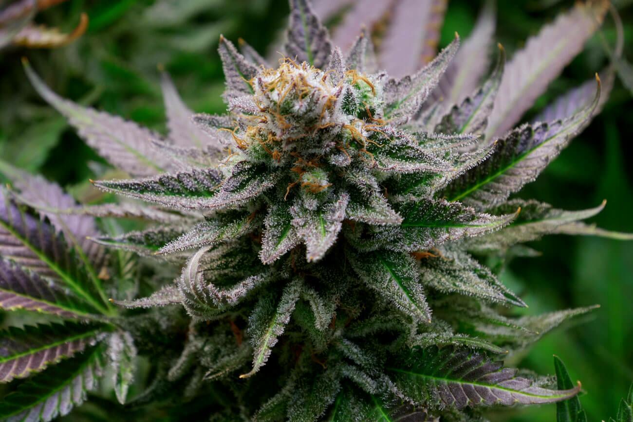 Unlocking the Power of Terpenes: Understanding Which Terpenes Enhance ... Unlocking the Power of Terpenes: Understanding Which Terpenes Enhance ...