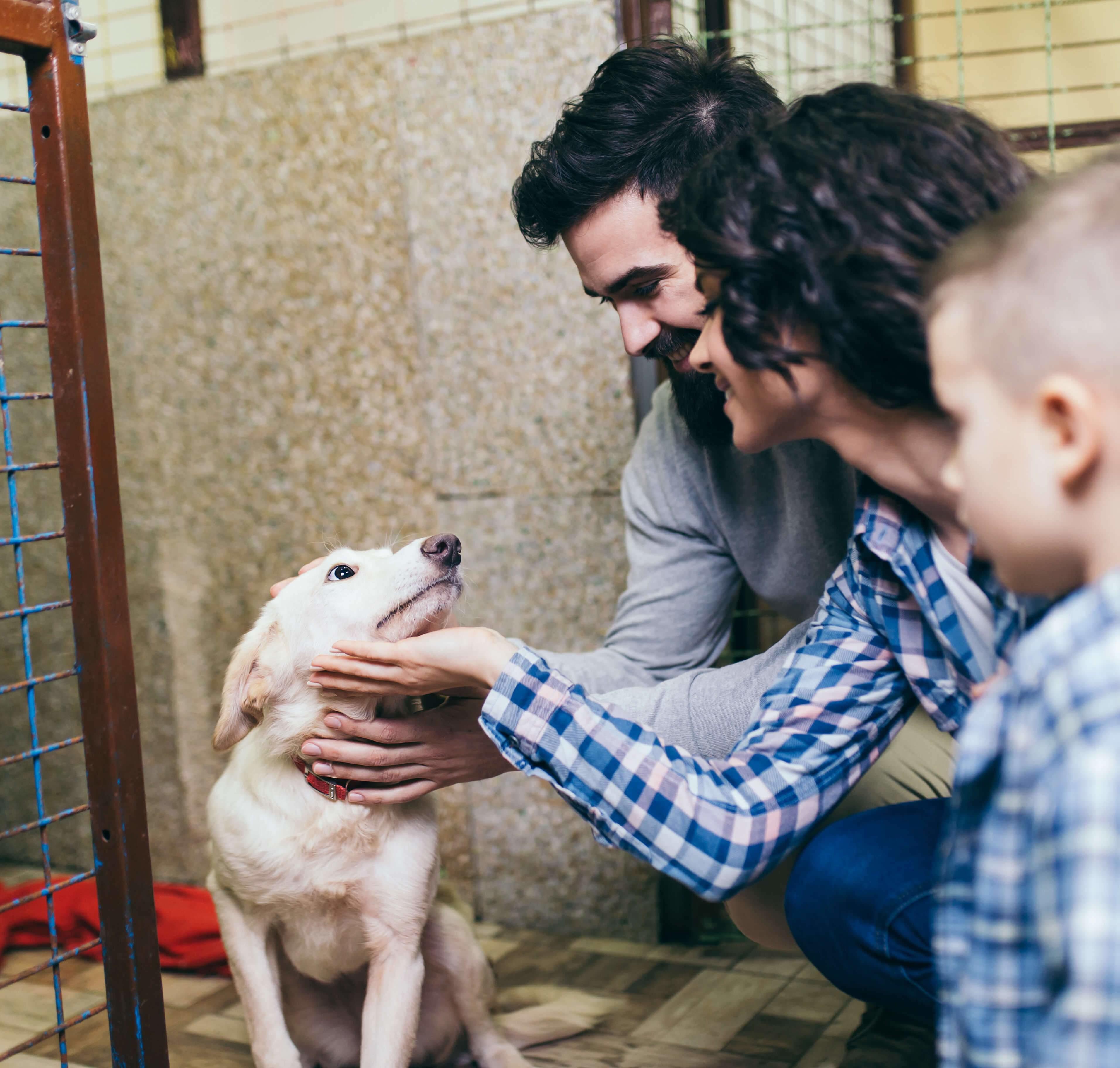 Caring for a New Dog Certificate Level 3