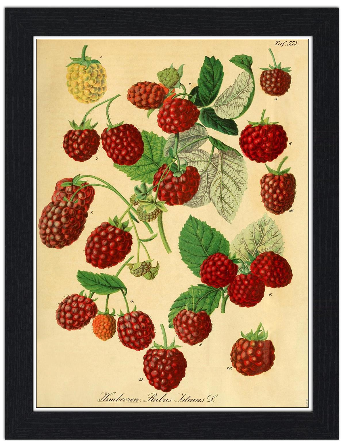 Raspberry Vintage Print : Art Print £8.99 / Framed Print £22.99 / T ...