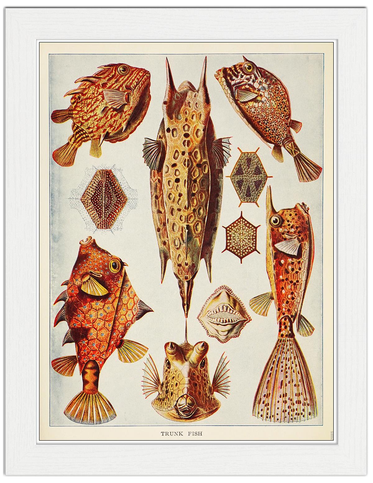 Trunk Fish Illustration : Art Print £7.99 / Framed Print £22.99 / T ...