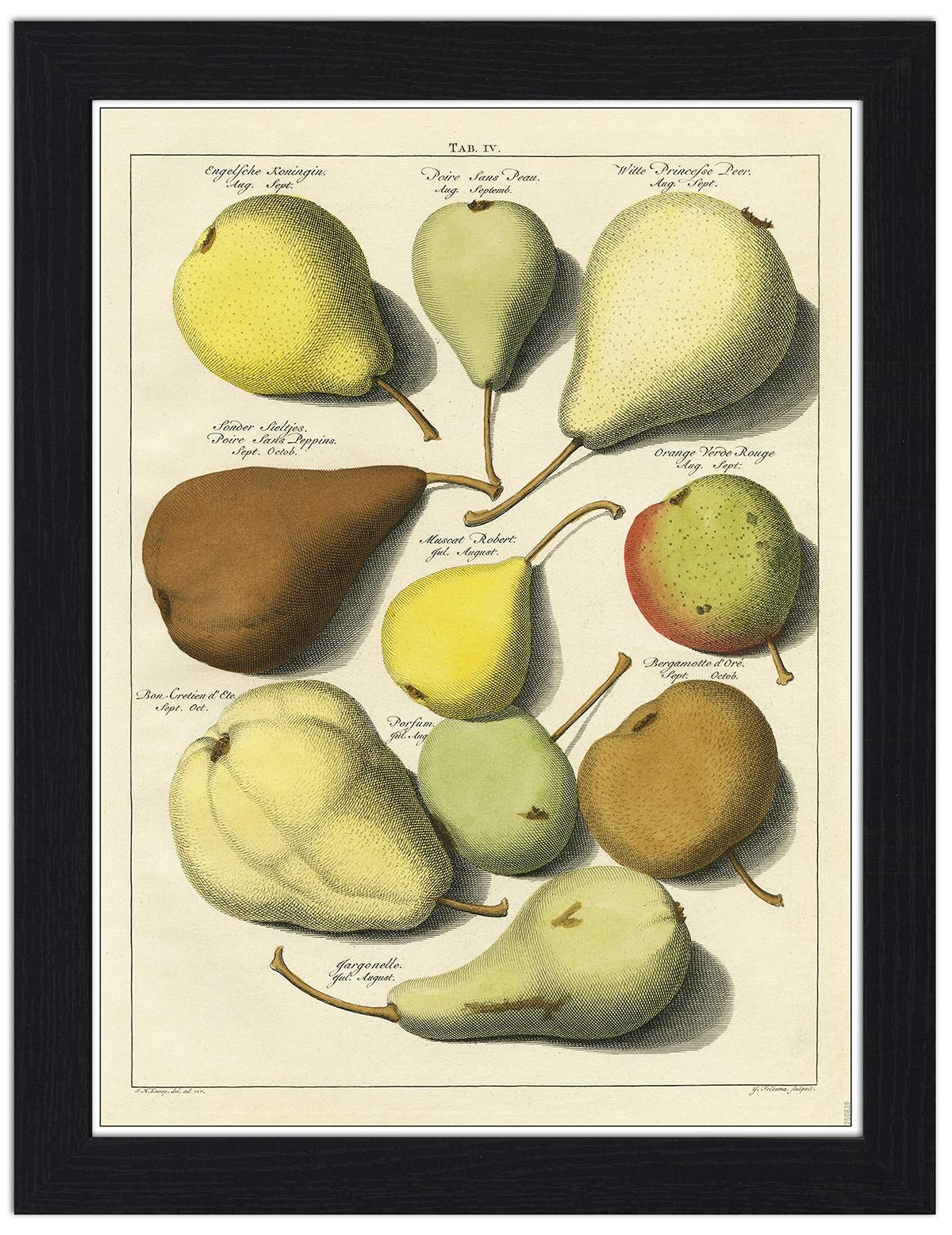 Pear Varieties Vintage Print : Art Print £8.99 / Framed Print £22.99 ...