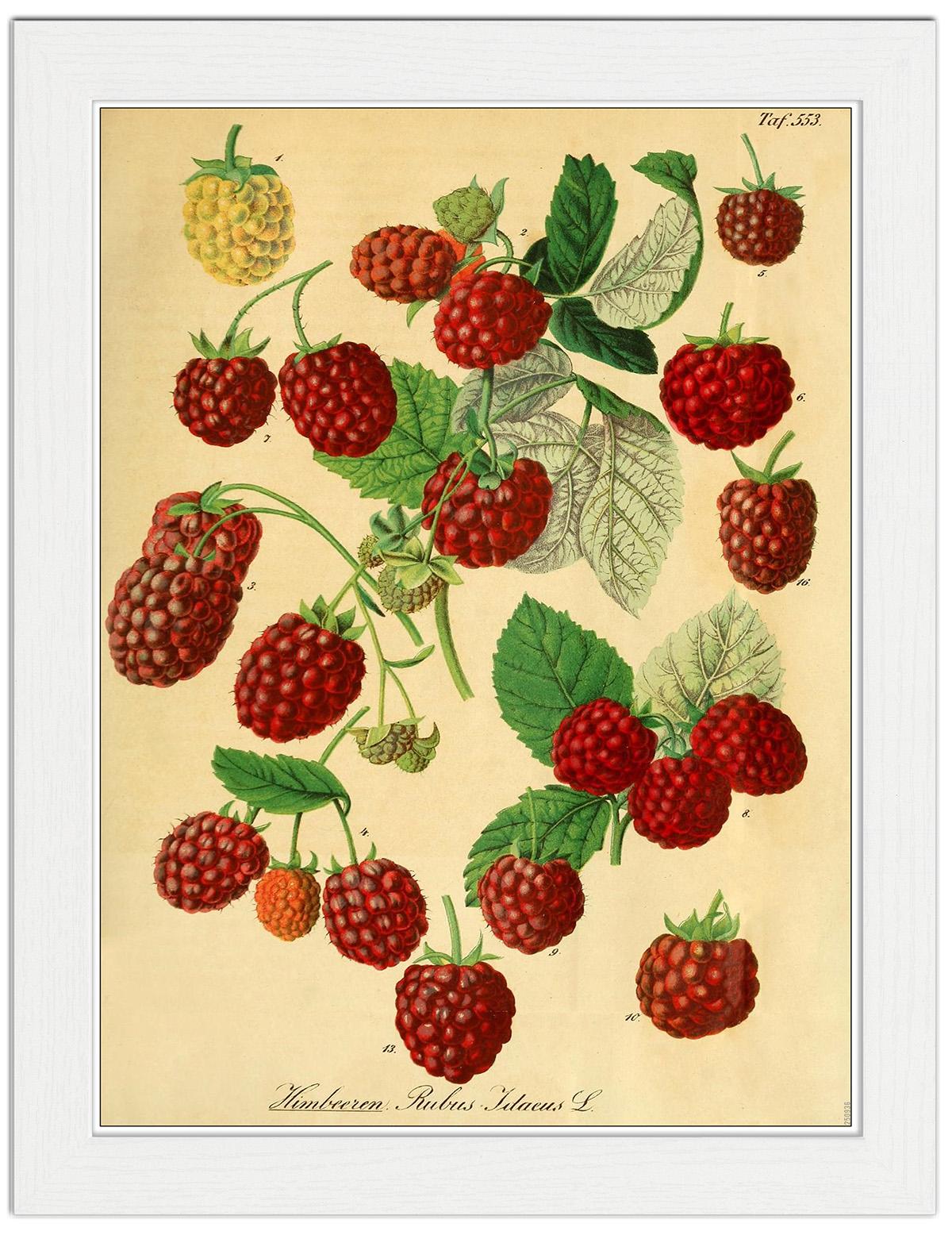 Raspberry Vintage Print : Art Print £7.99 / Framed Print £22.99 / T ...
