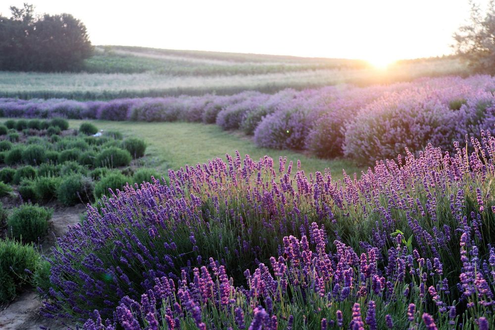 LavenderWorld - Buy Lavender Plants, Lavender Oils, Dried Lavender & More