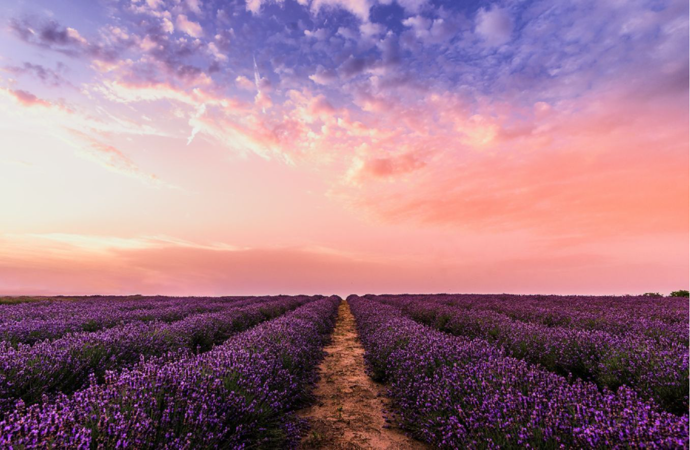 LavenderWorld - Buy Lavender Plants, Lavender Oils, Dried Lavender & More