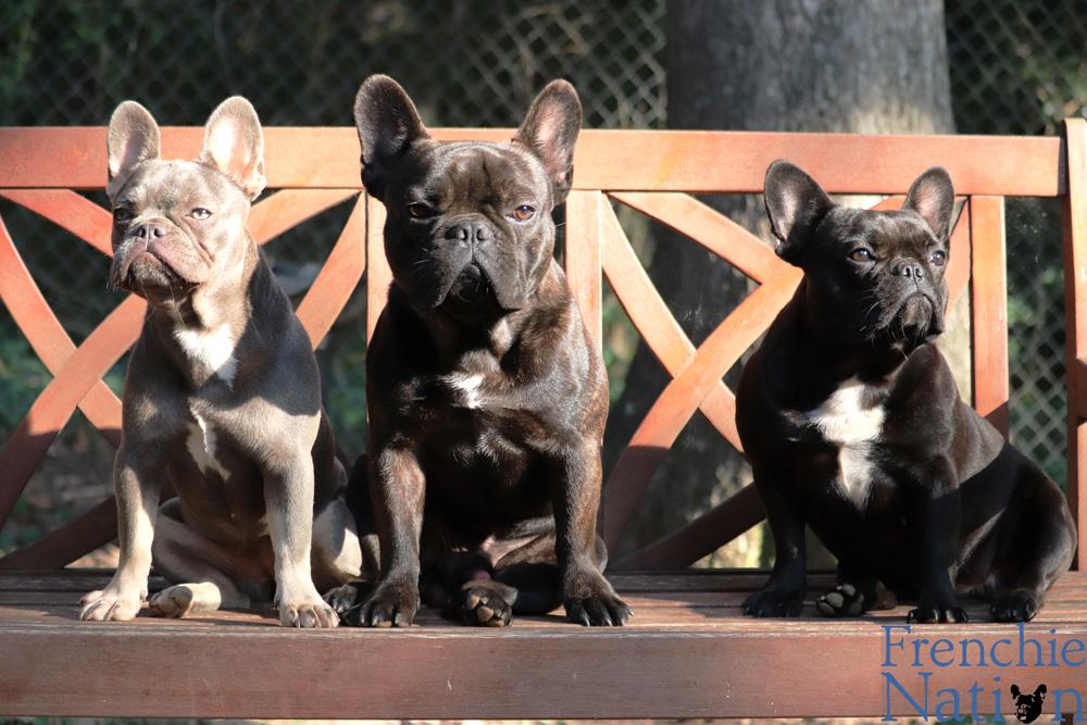 The Frenchie Nation Store Welcomes You