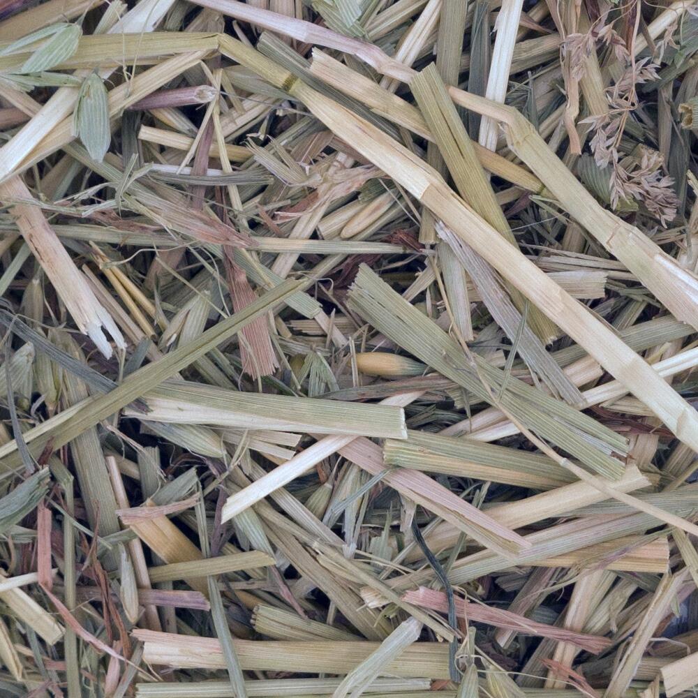Green Oat Forage